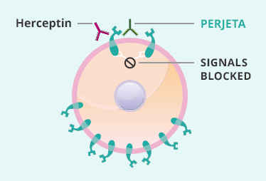Perjeta And Herceptin